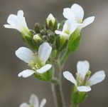 Phytozome