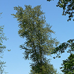 Phytozome