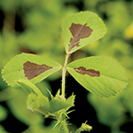 Phytozome