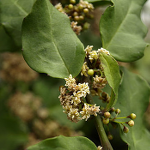 Phytozome