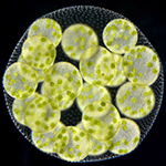 Phytozome