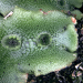 Phytozome