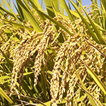 Phytozome