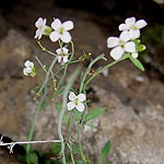 Phytozome