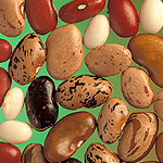 Phytozome