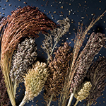 Phytozome