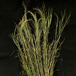 Phytozome