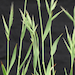 Phytozome