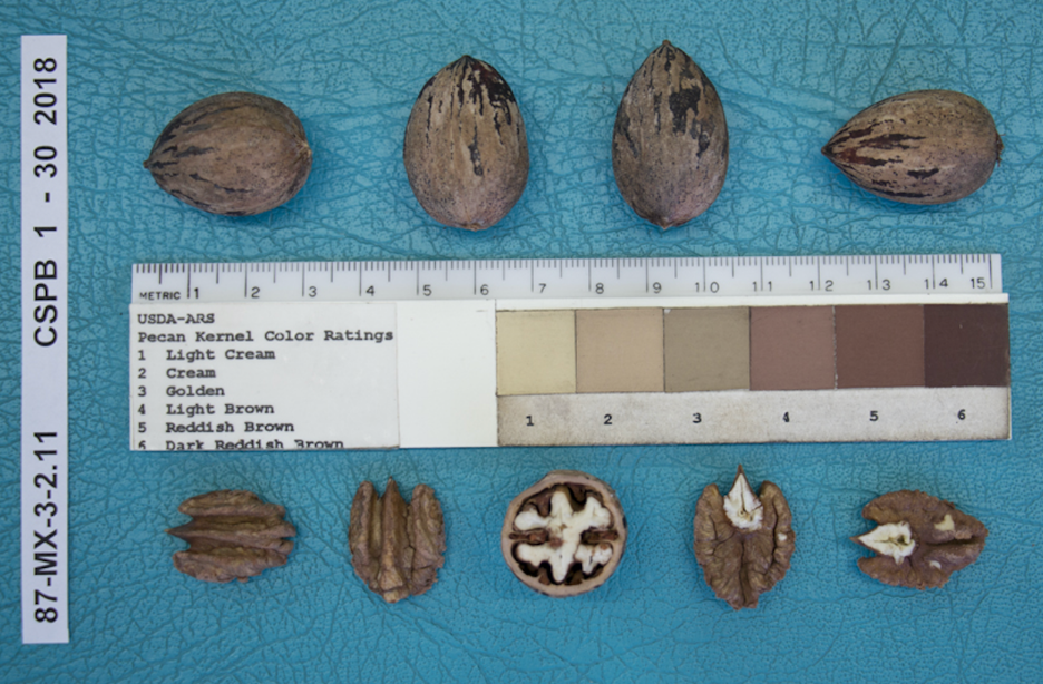 Phytozome