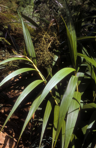 Phytozome