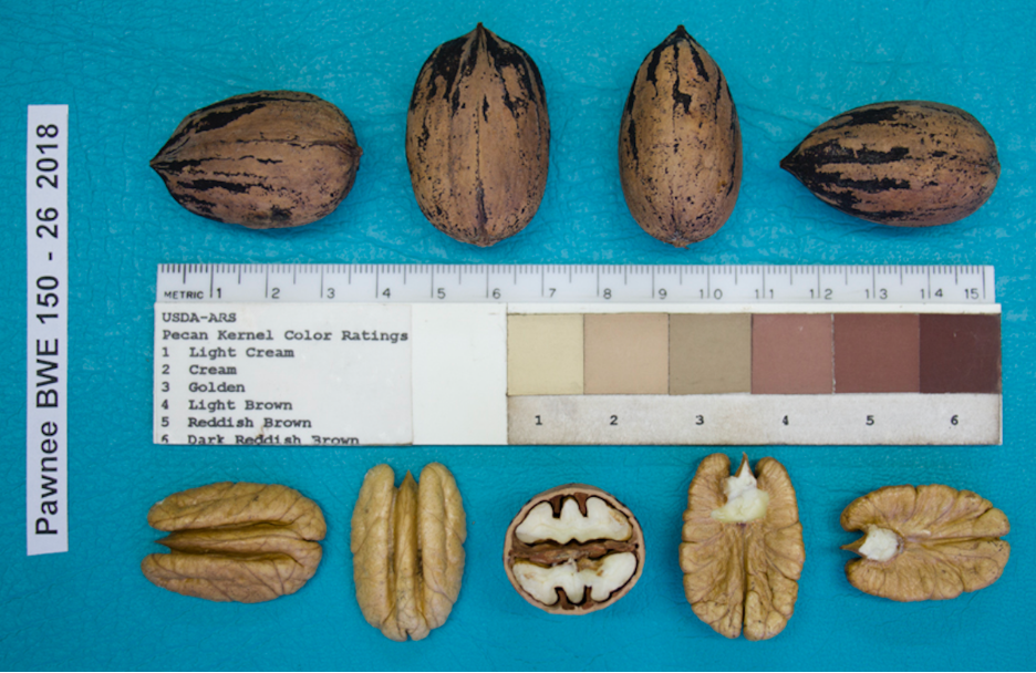 Phytozome