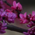 Phytozome