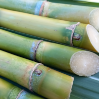 Phytozome