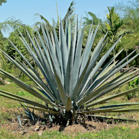 Phytozome