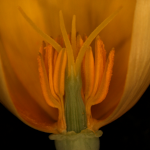 Phytozome