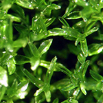 Phytozome
