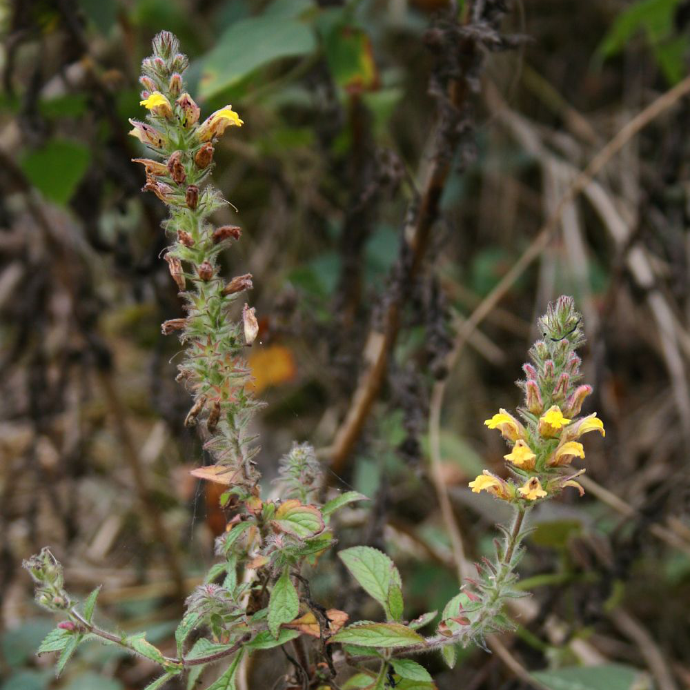 Phytozome